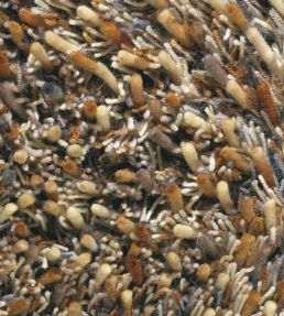 Spring Rug in 101 by Brink & Campman | Jane Clayton